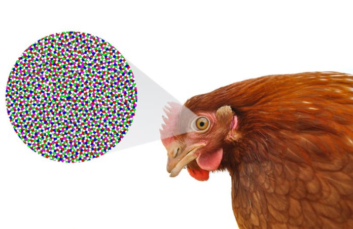 Amazing Facts About Chicken Vision: What You Didn't Know
