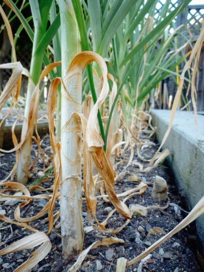 When & How to Harvest Garlic (Without Ruining Your Bulbs)