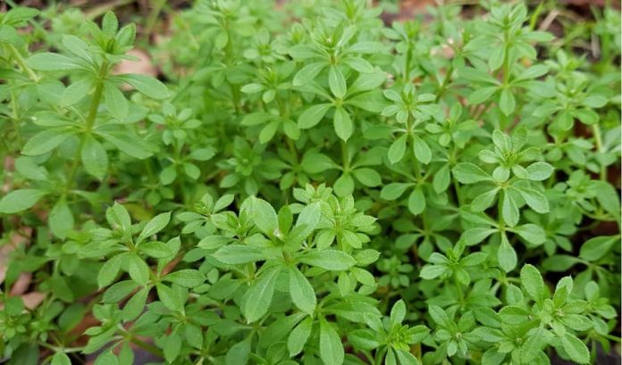 Springtime Hero: The Magical and Healing Powers of Cleavers