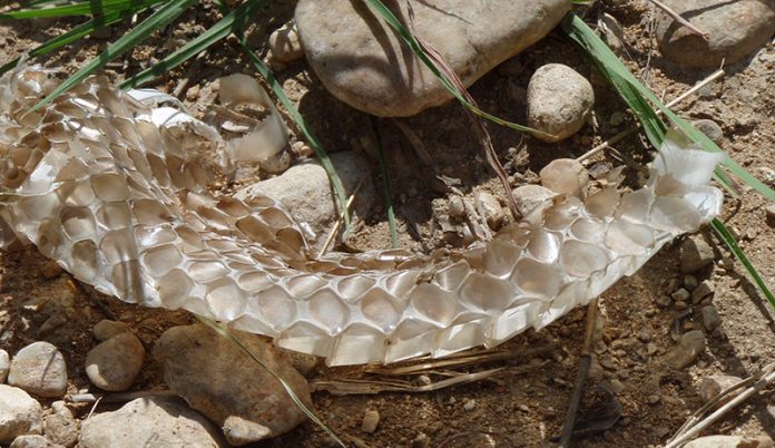 How to Identify Shed Snakeskin & Snake Behavior in Your Yard