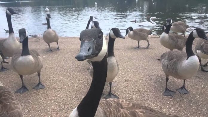 The Dietary Habits of Geese: Exploring Their Food Choices
