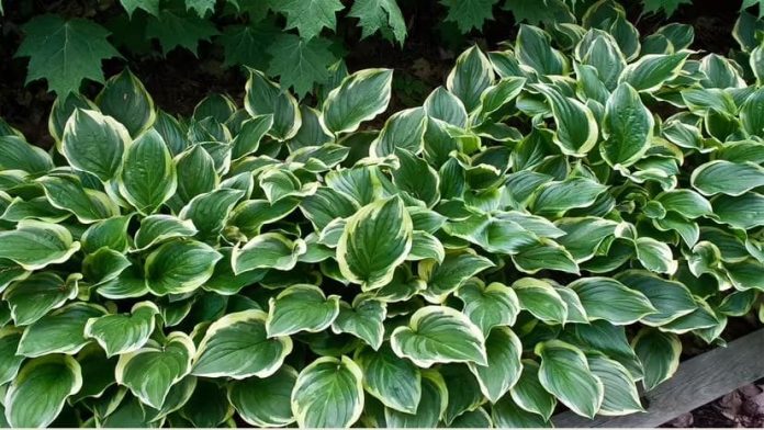 The Complete Guide to Eating Hostas: From Garden to Table