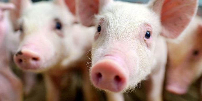 How to Care for Newborn Piglets: Expert Tips for Success