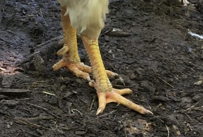 How To Help Chickens With Foot Injuries For Healthy Flocks
