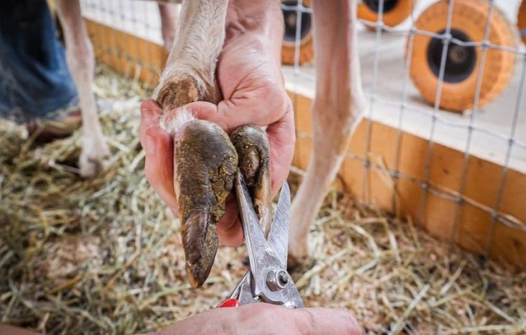 Ultimate Sheep Hoof Care Guide: Ensuring Health & Vitality