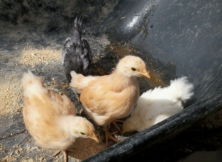 How to Raise Baby Chicks: Complete Beginner's Guide 2026
