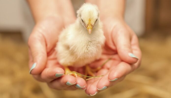 How to Raise Baby Chicks: Complete Beginner's Guide 2026