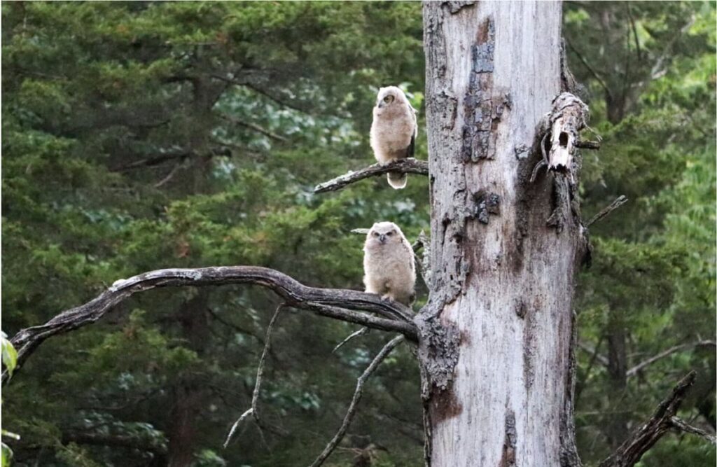 How to Attract Owls to Your Backyard: Complete 2026 Guide