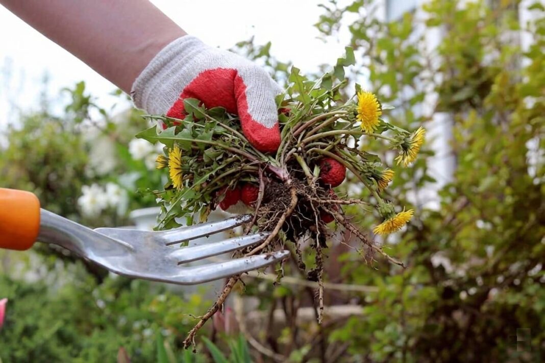 What to Do With Dandelions in Your Yard: Keep, Remove, Eat?
