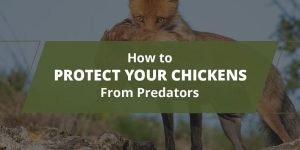 Ultimate Guide to Protecting Your Chickens from Predators