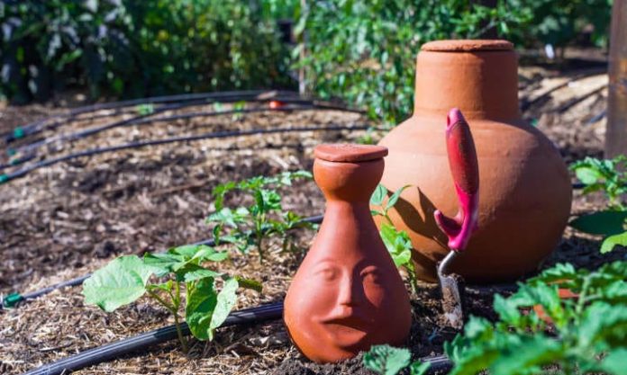 Ultimate Guide to Using Ollas for Water-Efficient Gardening