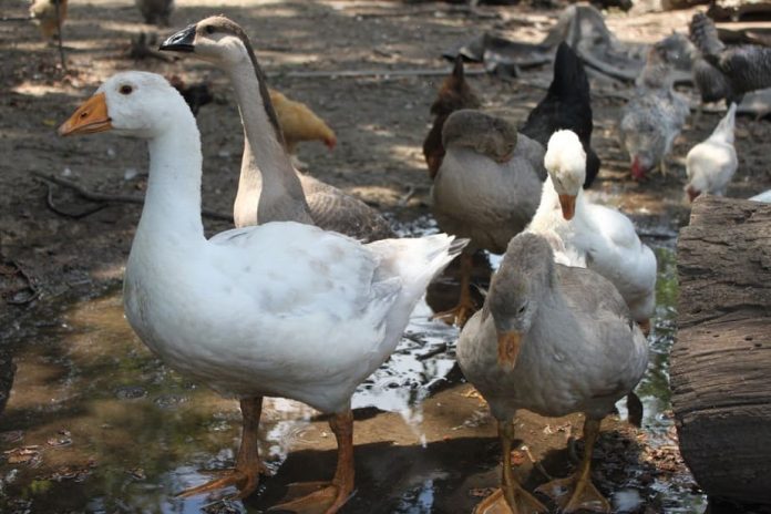 Raising Backyard Geese: A Complete Guide for Beginners