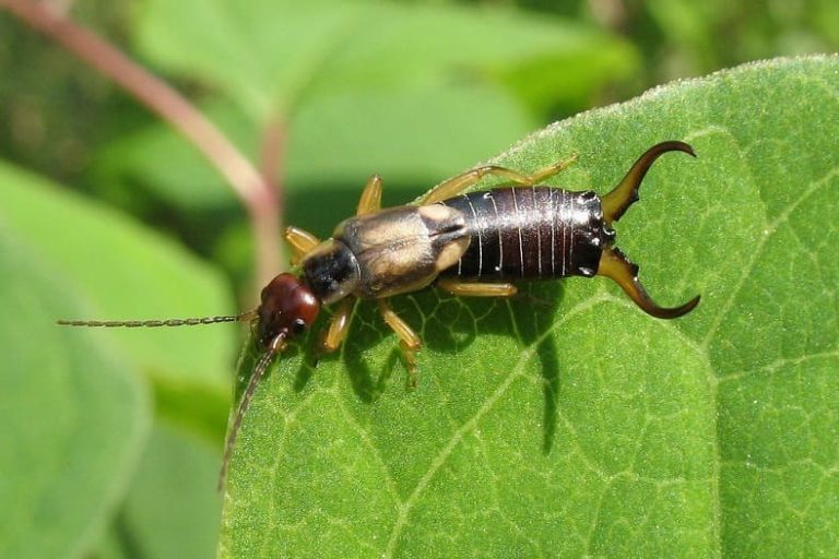 A Gardener's Guide to Controlling Earwig Populations