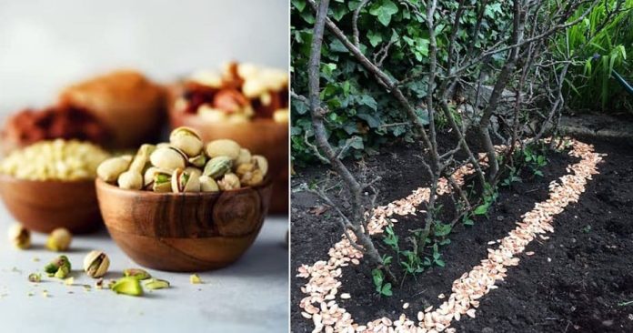 10 Creative Uses for Pistachio Shells in Your Garden & Home