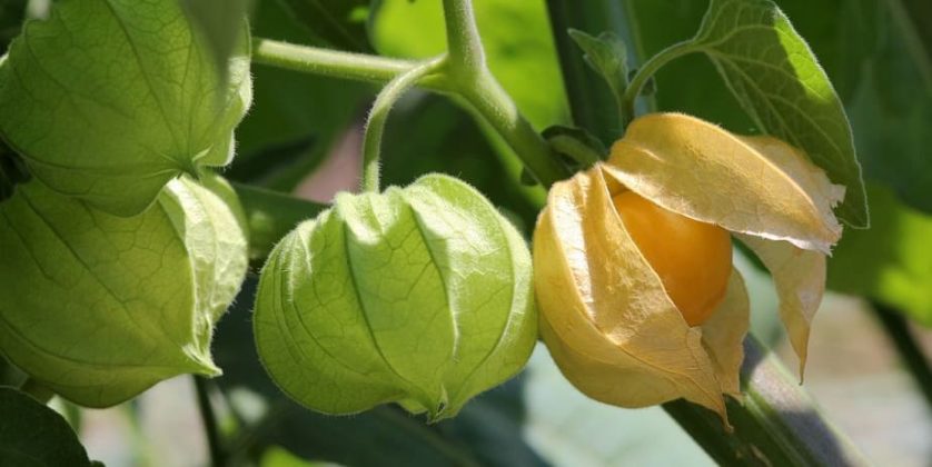 The Ultimate Guide to Growing and Enjoying Ground Cherries