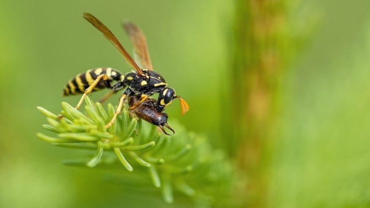 12 Natural Ways to Repel Wasps (Without Harming Them)