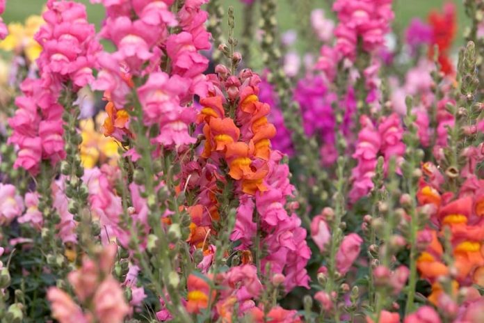 How to Grow Snapdragons: Tips for a Colorful, Hardy Garden