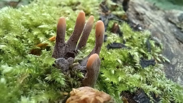 Dead Man's Fingers Fungi: A Spooky Discovery in Your Garden