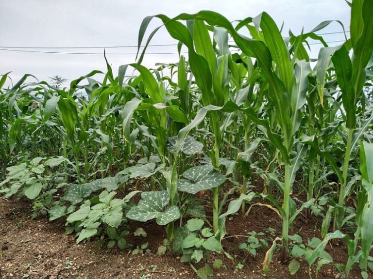 How to Grow a Three Sisters Garden: Corn, Beans And Squash