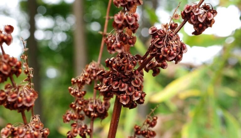Exploring Dock Plants: Curly Dock & Broad-Leaved Dock Guide