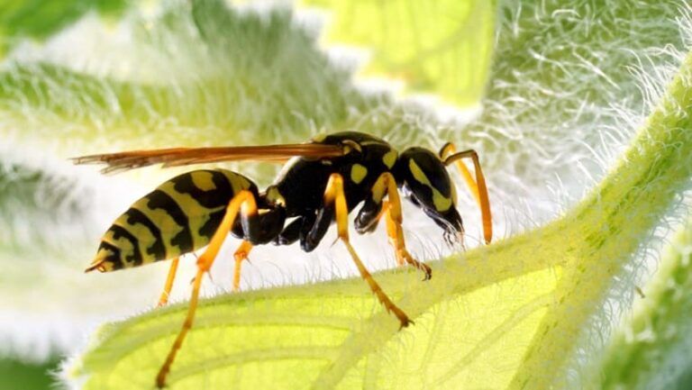 The Essential Wasp Species Guide: 28 Common Types of Wasps