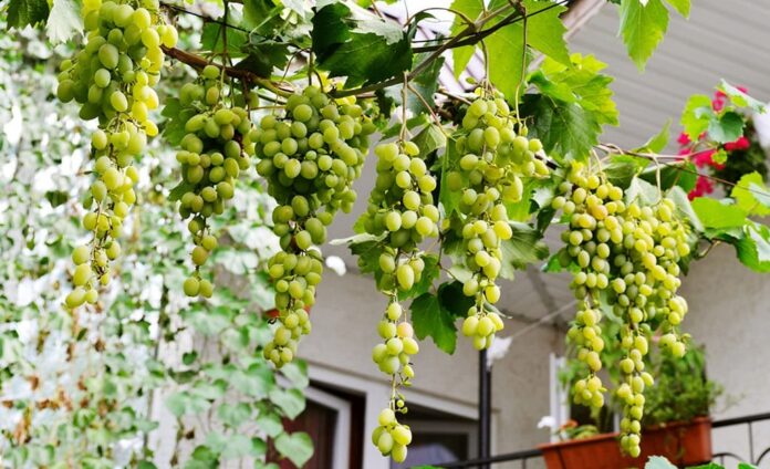 How to Grow Grapes at Home & Turn Backyard into a Vineyard