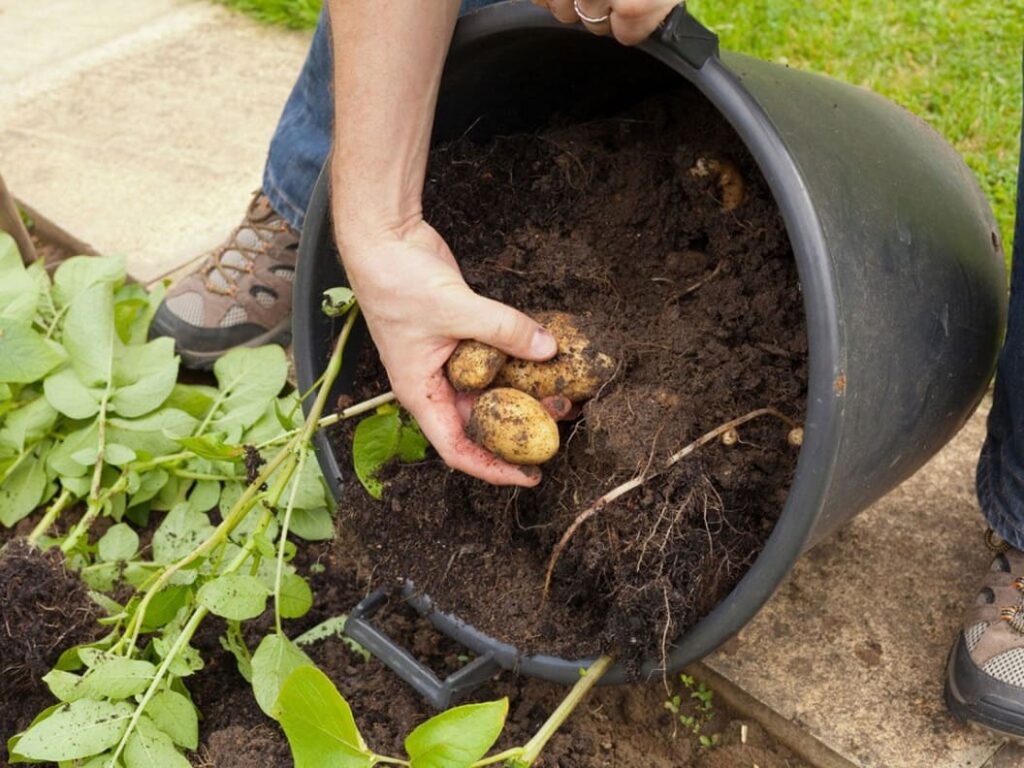 How to Grow Potatoes in Buckets (Even in Small Spaces!)