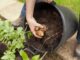 How to Grow Potatoes in Buckets (Even in Small Spaces!)