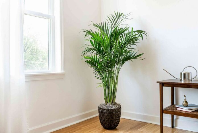 How To Grow and Care for Cat Palm Plants Indoors & Outdoors