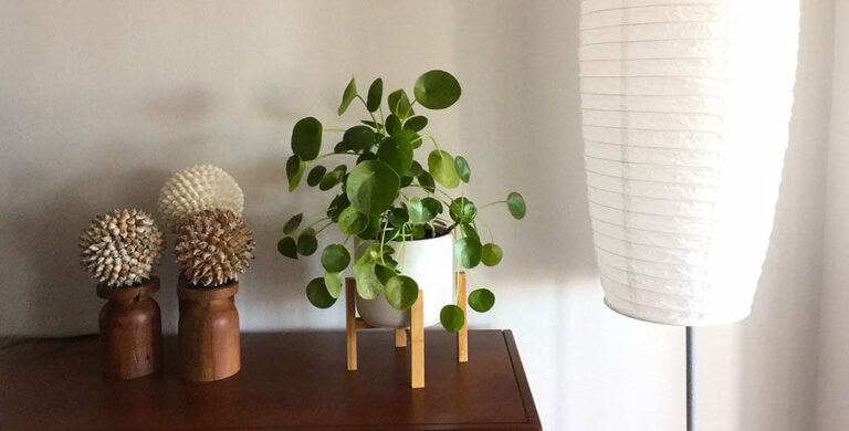 25 Stunning Round-Leaf Houseplants Perfect for Beginners
