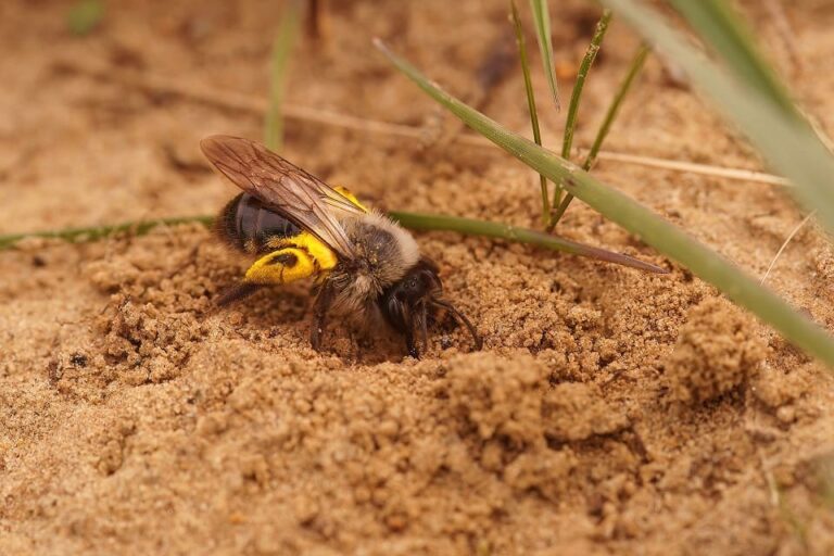 How to Identify and Support Ground-Nesting Bees in Your Yard