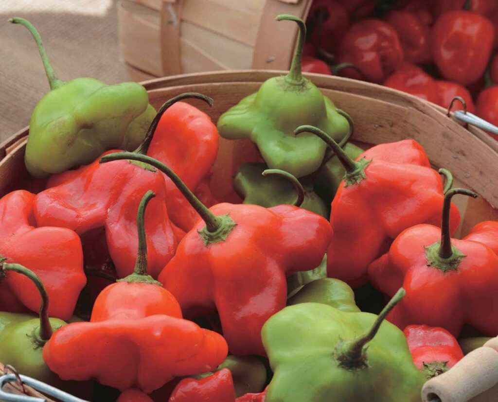Why Mad Hatter Peppers Are a Must-Grow for Every Gardener