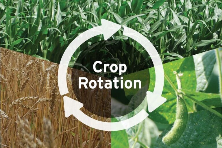Crop Rotation Guide: Boost Your Garden's Health Naturally