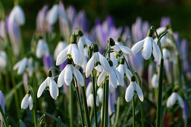 How to Plant And Care for Snowdrops – A Gardener’s Guide