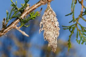 How to Get Rid of Bagworms: Identification & Treatment Guide