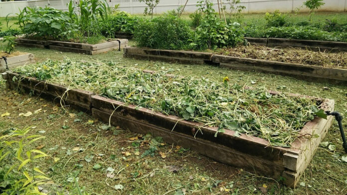 Chop and Drop Gardening: Build Healthy Soil the Easy Way