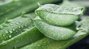 How to Identify, Eat and Grow Edible Aloe Vera Safely