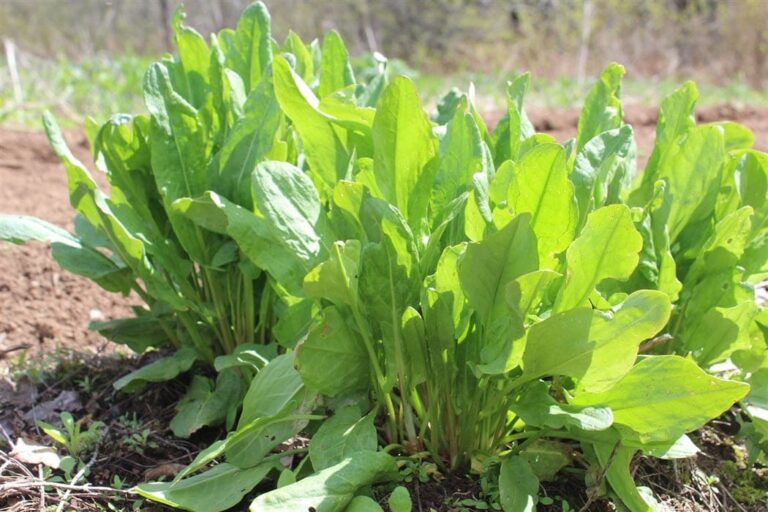How to Plant, Grow and Care for Sorrel In Your Home Garden