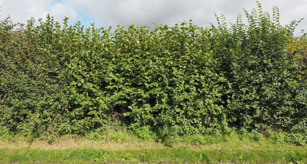 The Complete Guide to Hedgerows: Nature's Living Boundaries