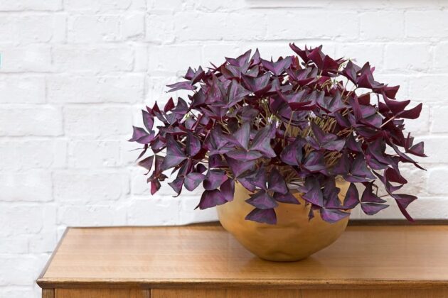 Oxalis triangularis Care Guide: Grow Your Purple Shamrock