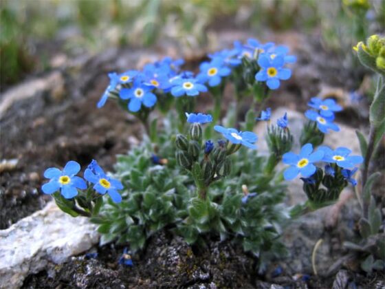 How To Grow Edelweiss At Home: Alpine Flower Gardening Tips