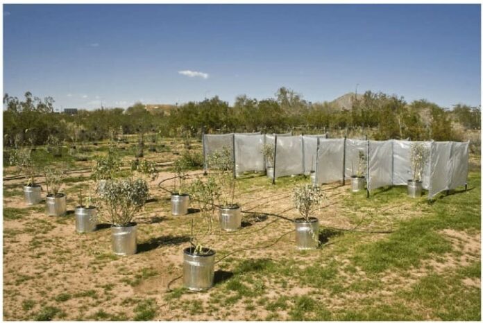 Harvest Savvy: Desert Gardening for Beginners: Growing Food & Plants in ...