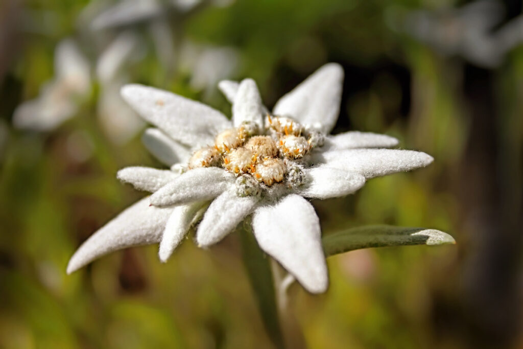 How To Grow Edelweiss At Home: Alpine Flower Gardening Tips