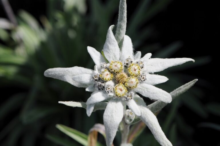 How To Grow Edelweiss At Home: Alpine Flower Gardening Tips