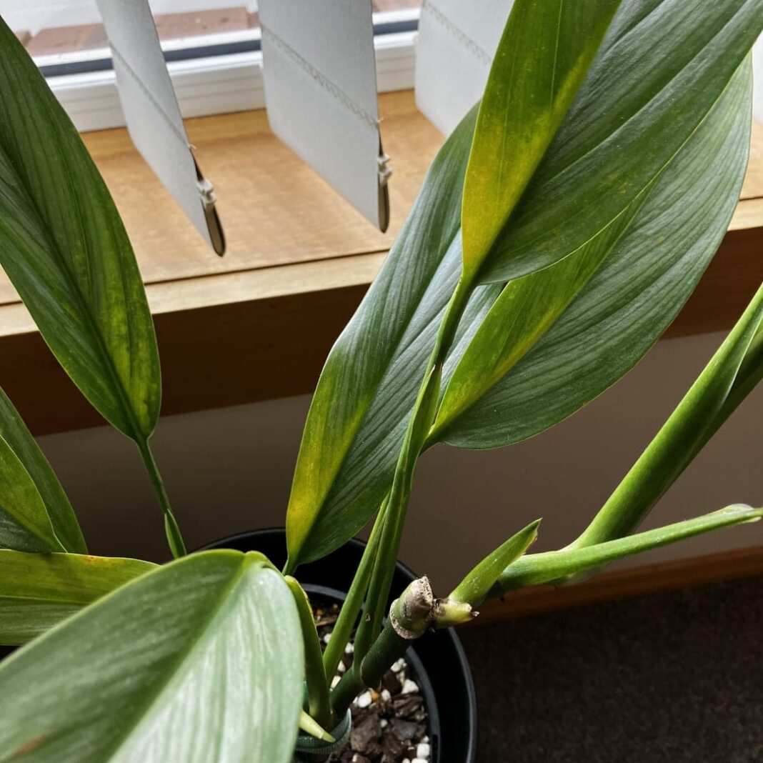 How to Grow Epipremnum amplissimum: Complete Care Guide