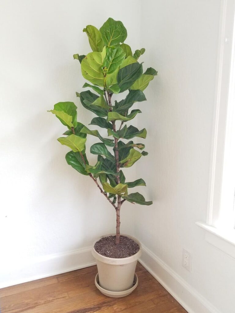 Fiddle Leaf Fig Problems & How to Solve Them With Easy Fixes