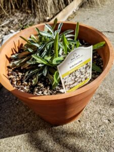 How To Grow Edelweiss At Home: Alpine Flower Gardening Tips
