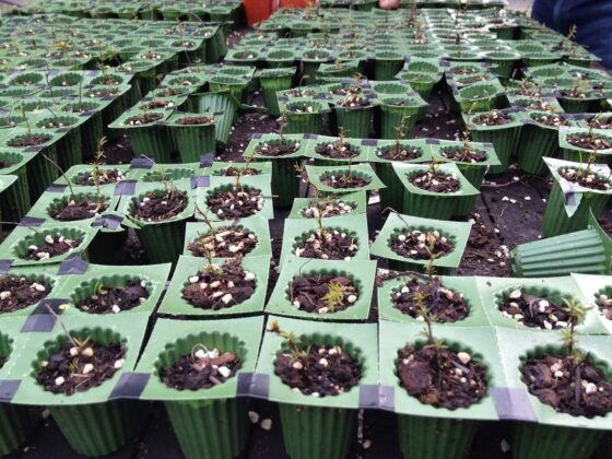 How to Grow Manuka: A Gardener’s Guide with Expert Tips