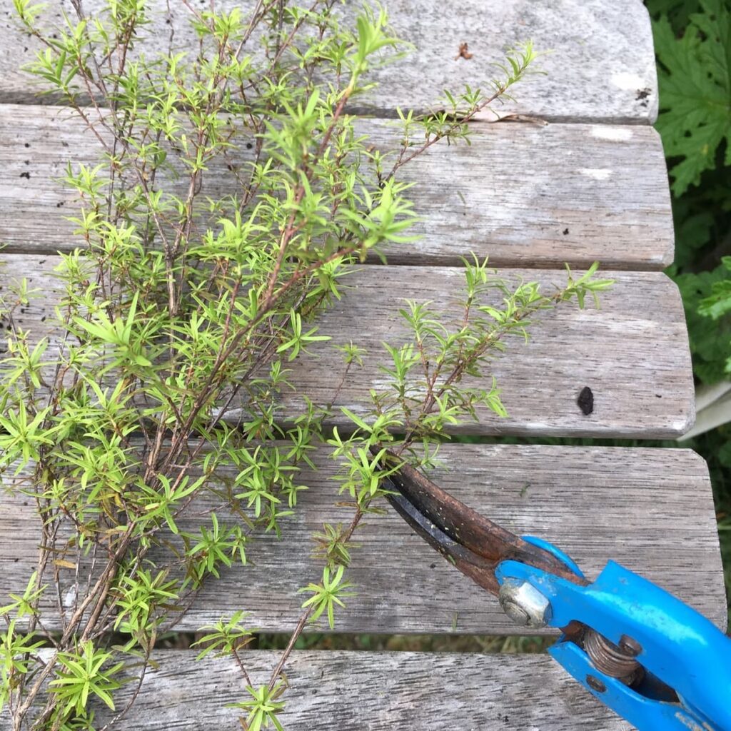 How to Grow Manuka: A Gardener’s Guide with Expert Tips