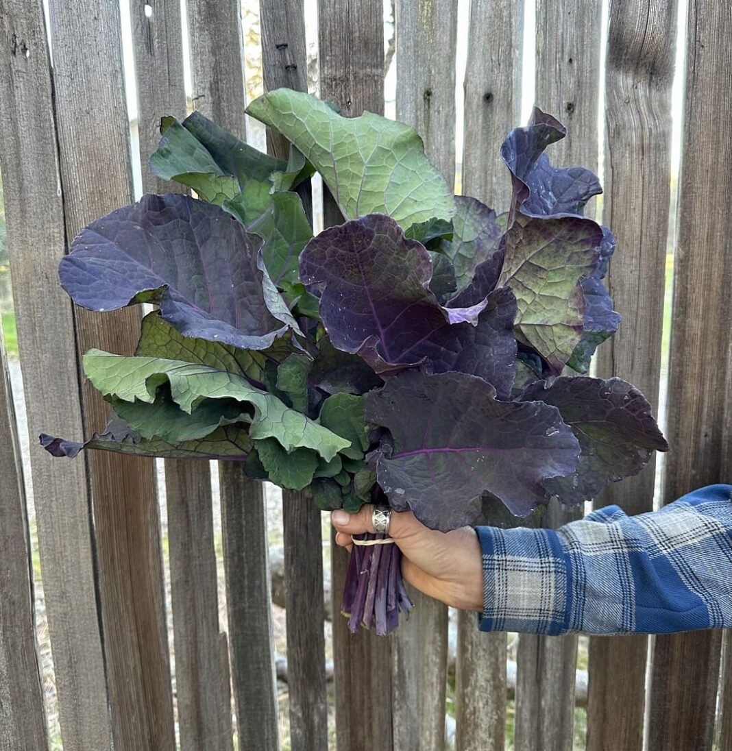 How to Grow Purple Tree Collards: A Complete Guide